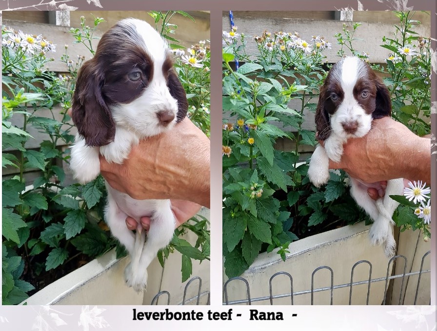 Engelse Cocker Spaniel Kennel Bozinga - geboren