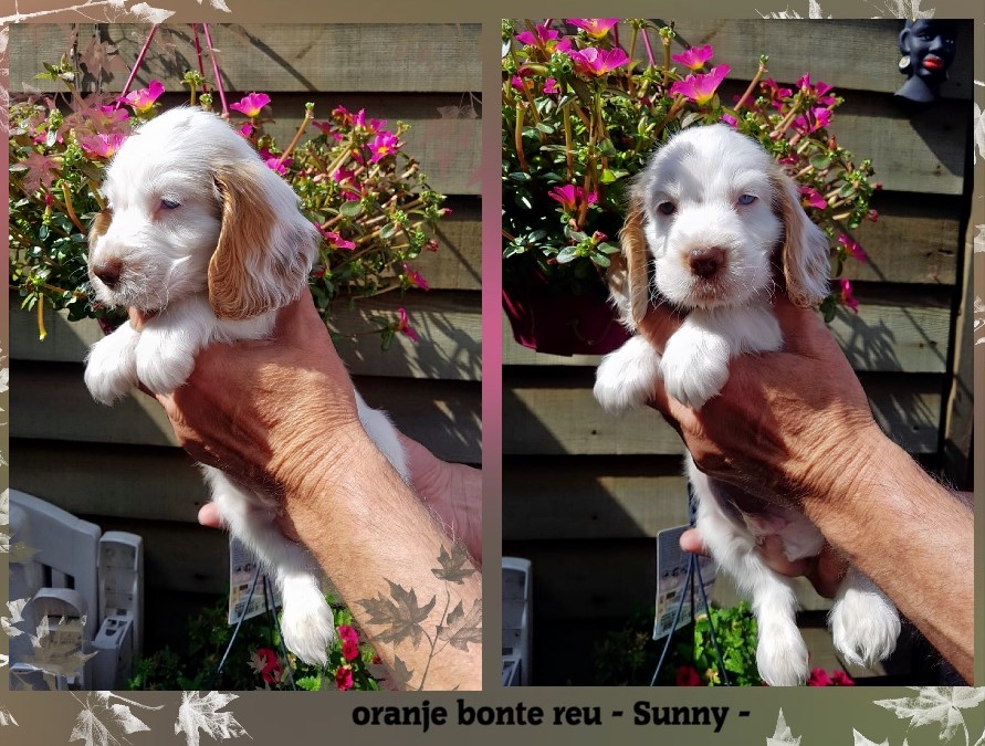 Engelse Cocker Spaniel Kennel Bozinga - geboren