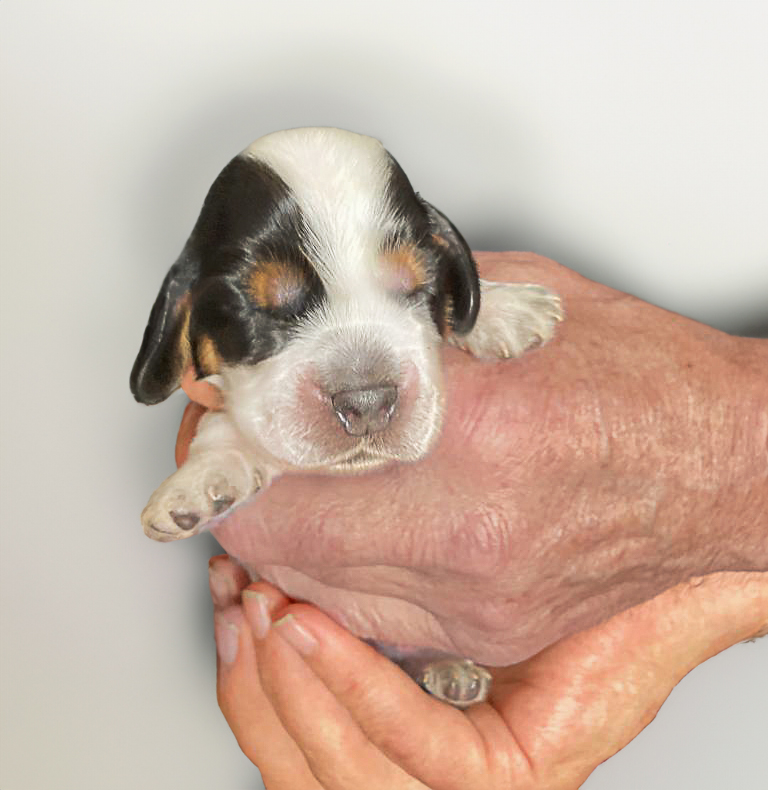 Engelse Cocker Spaniel Kennel Bozinga - geboren