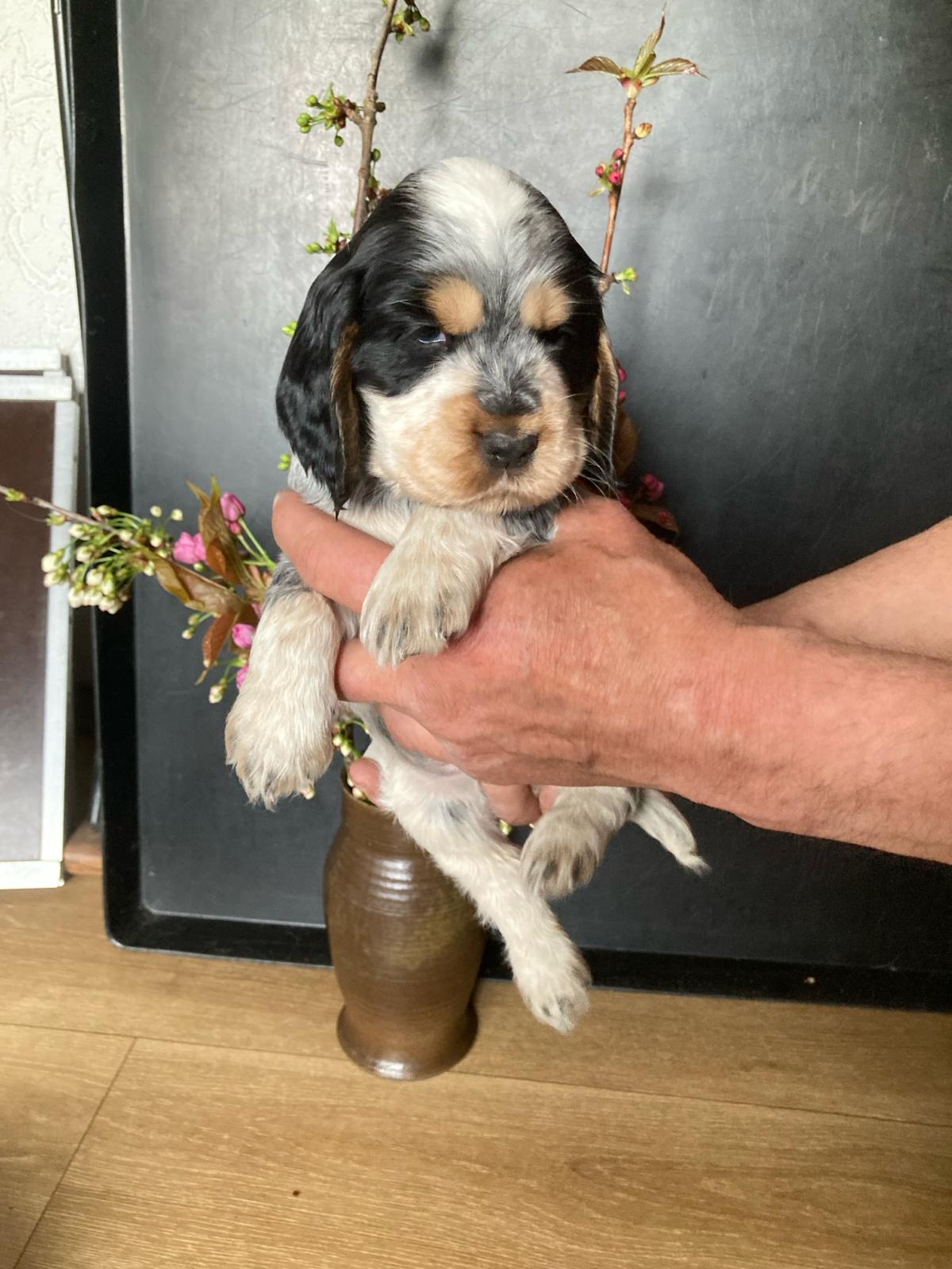 Engelse Cocker Spaniel Kennel Bozinga - geboren