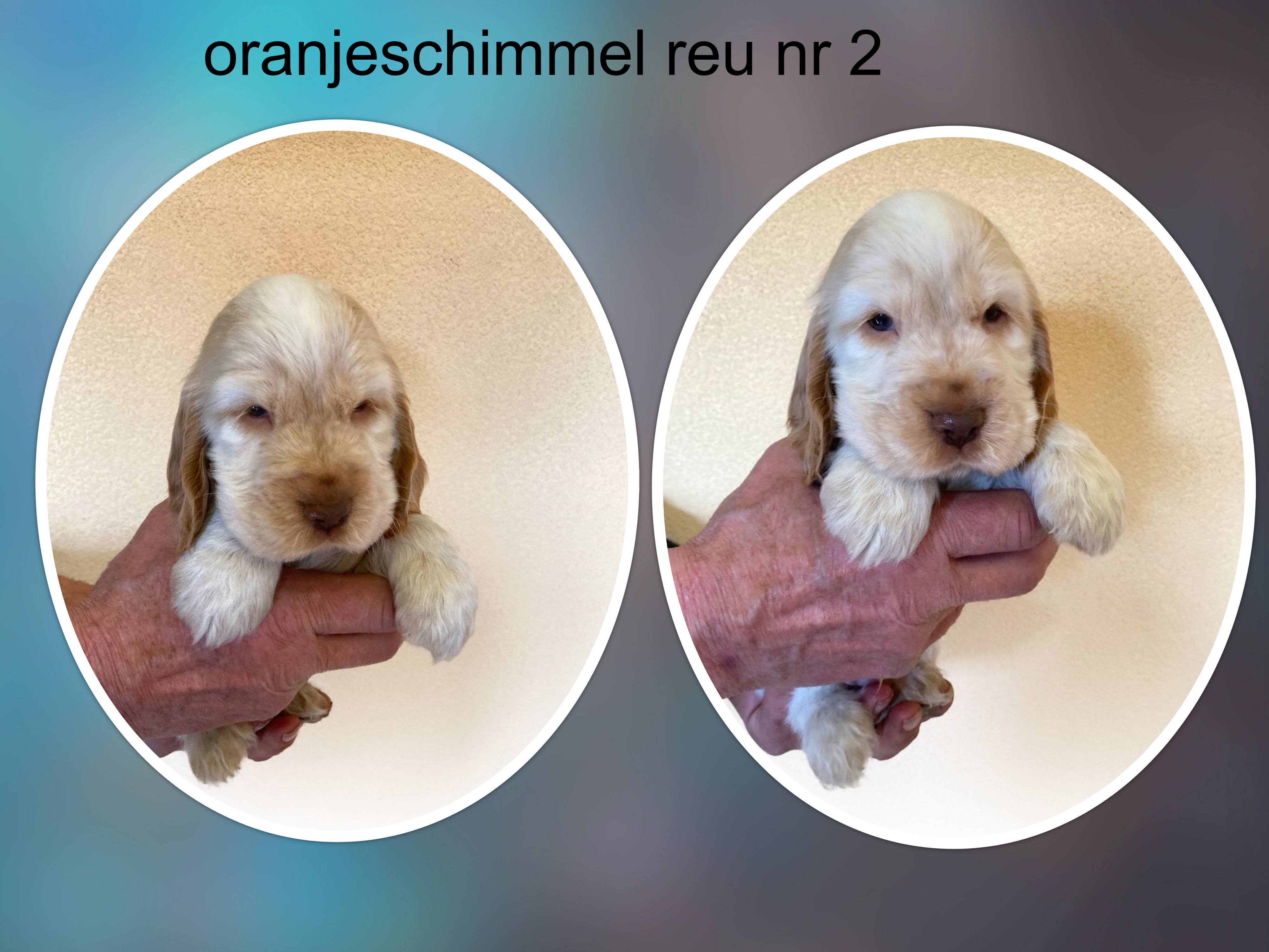 Engelse Cocker Spaniel Kennel Bozinga - geboren