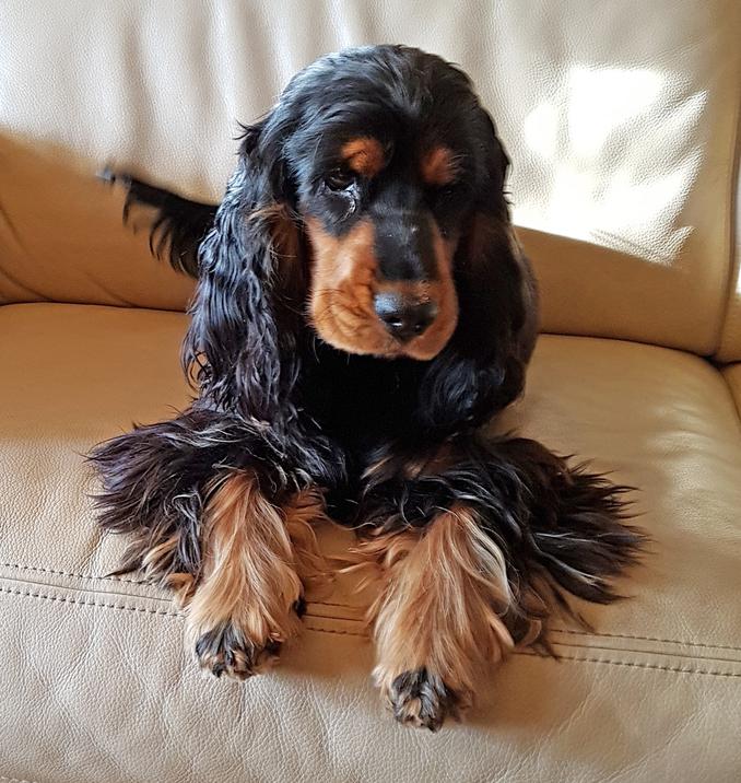 Engelse Cocker Spaniel Kennel Bozinga - onze honden