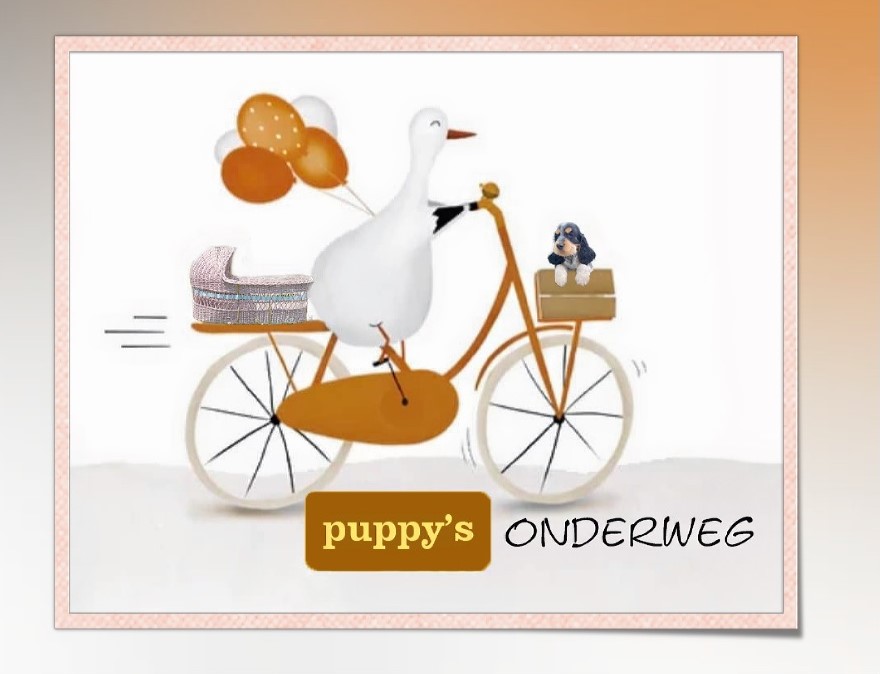 Engelse Cocker Spaniel Kennel Bozinga - verwachte nestjes