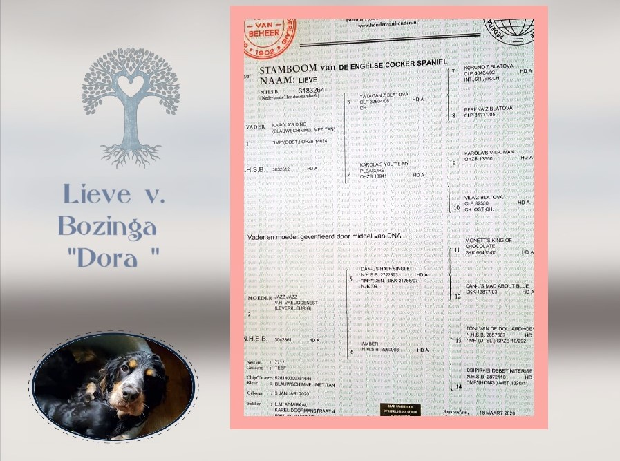 Engelse Cocker Spaniel Kennel Bozinga - onze honden